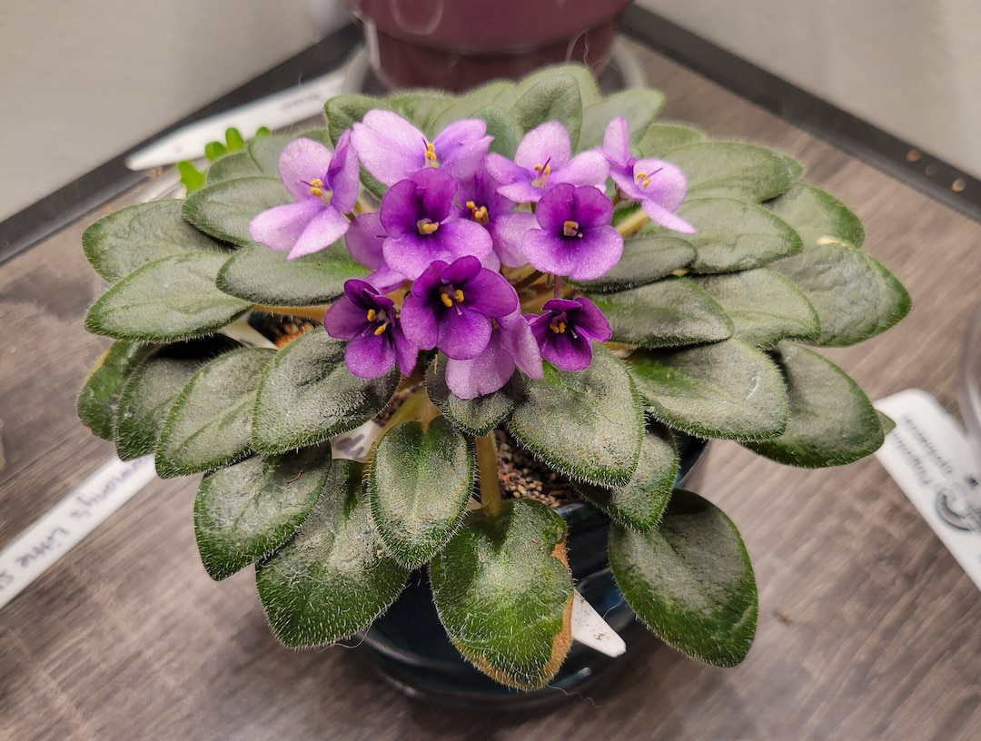 Rob's Fuddy Duddy Semi Mini African Violet - Etsy