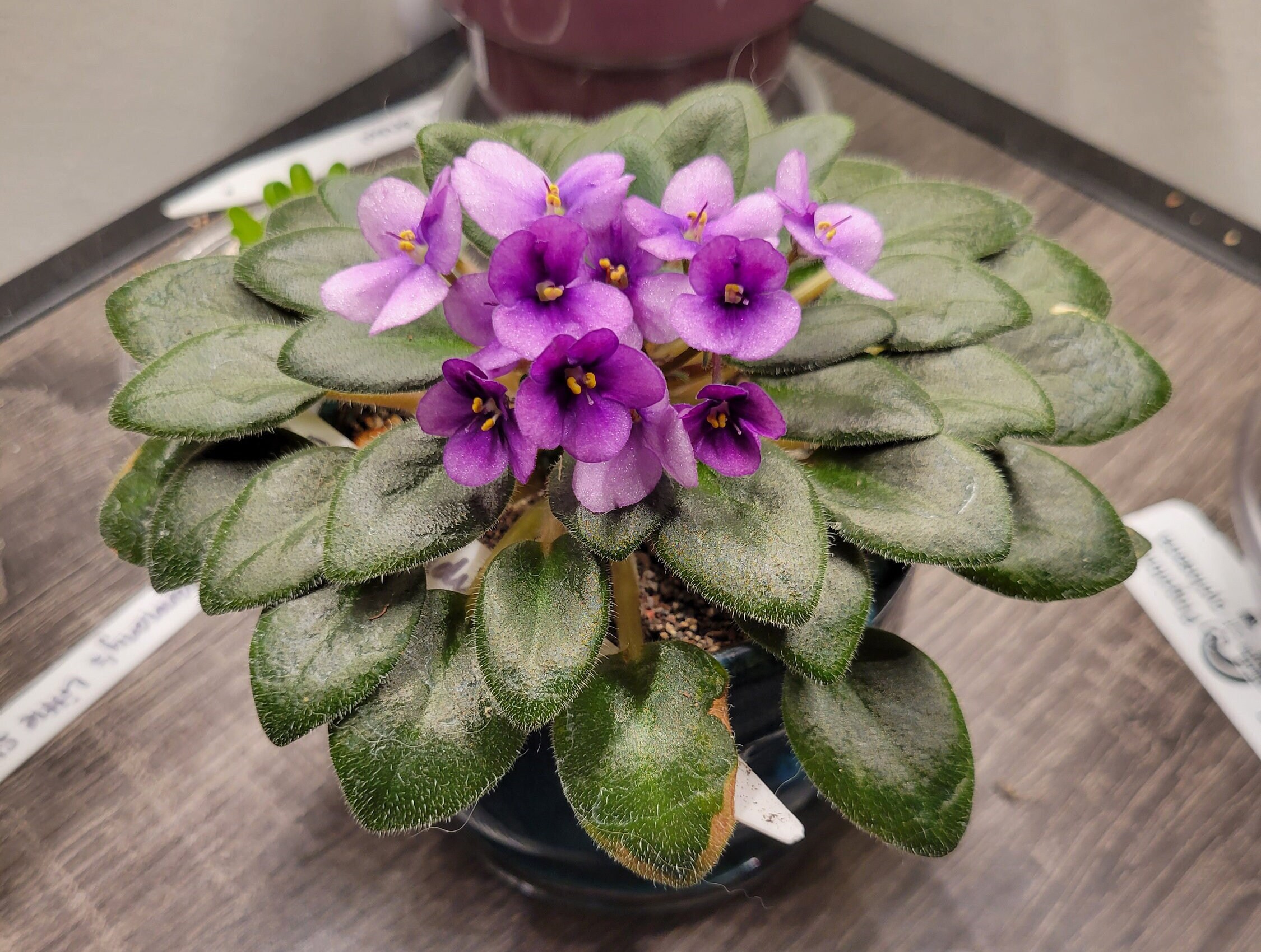 Rob's Fuddy Duddy Semi Mini African Violet - Etsy