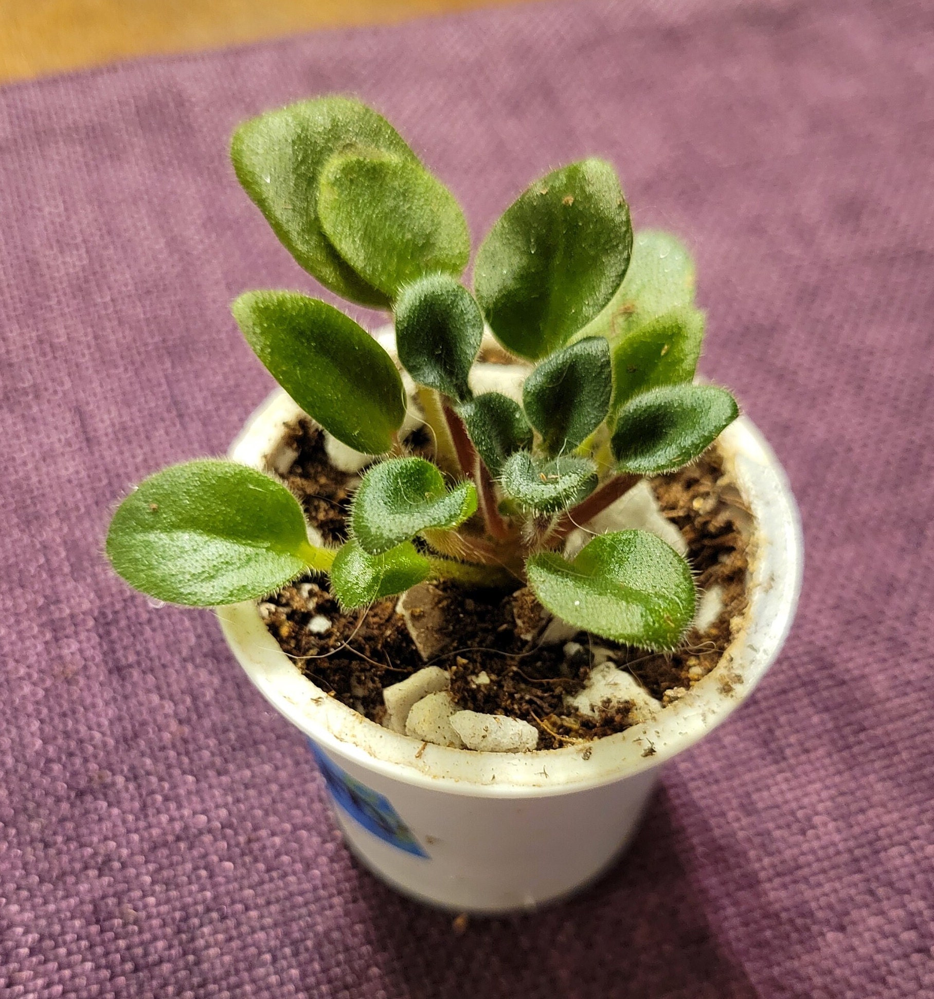 Rob's Fuddy Duddy Semi Mini African Violet - Etsy