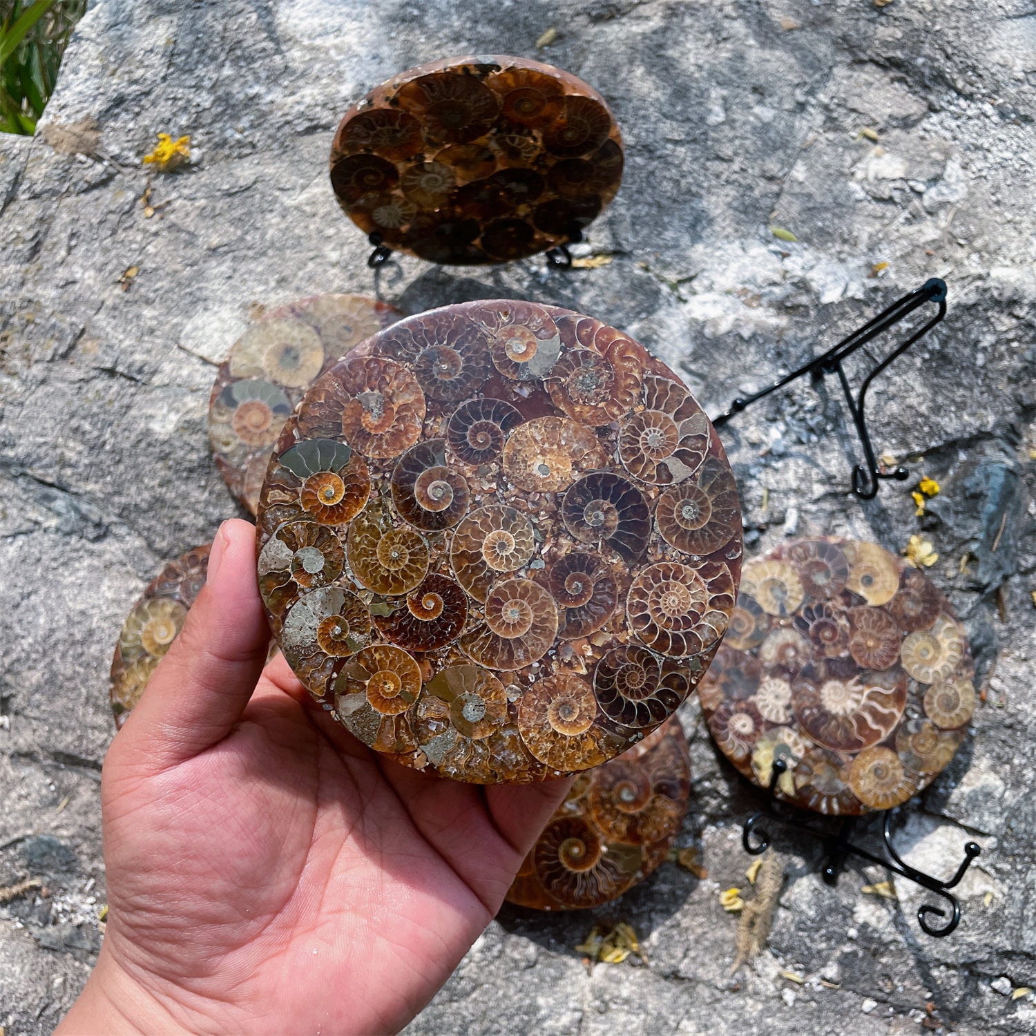 Natural Rare Ammonite Disc Fossil Conch Specimenfree Standspiral Shell ...