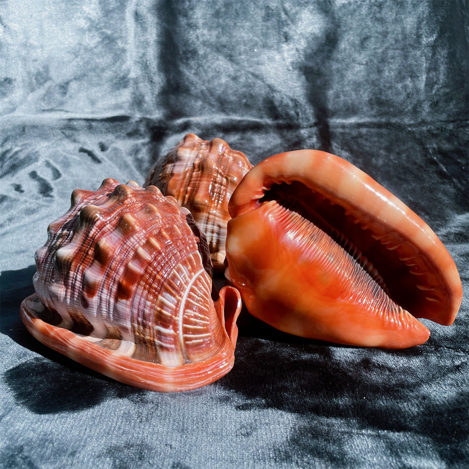 6 Rare Cypraecassis Rufa Fossil Conch Specimenconchornamentsspiral ...