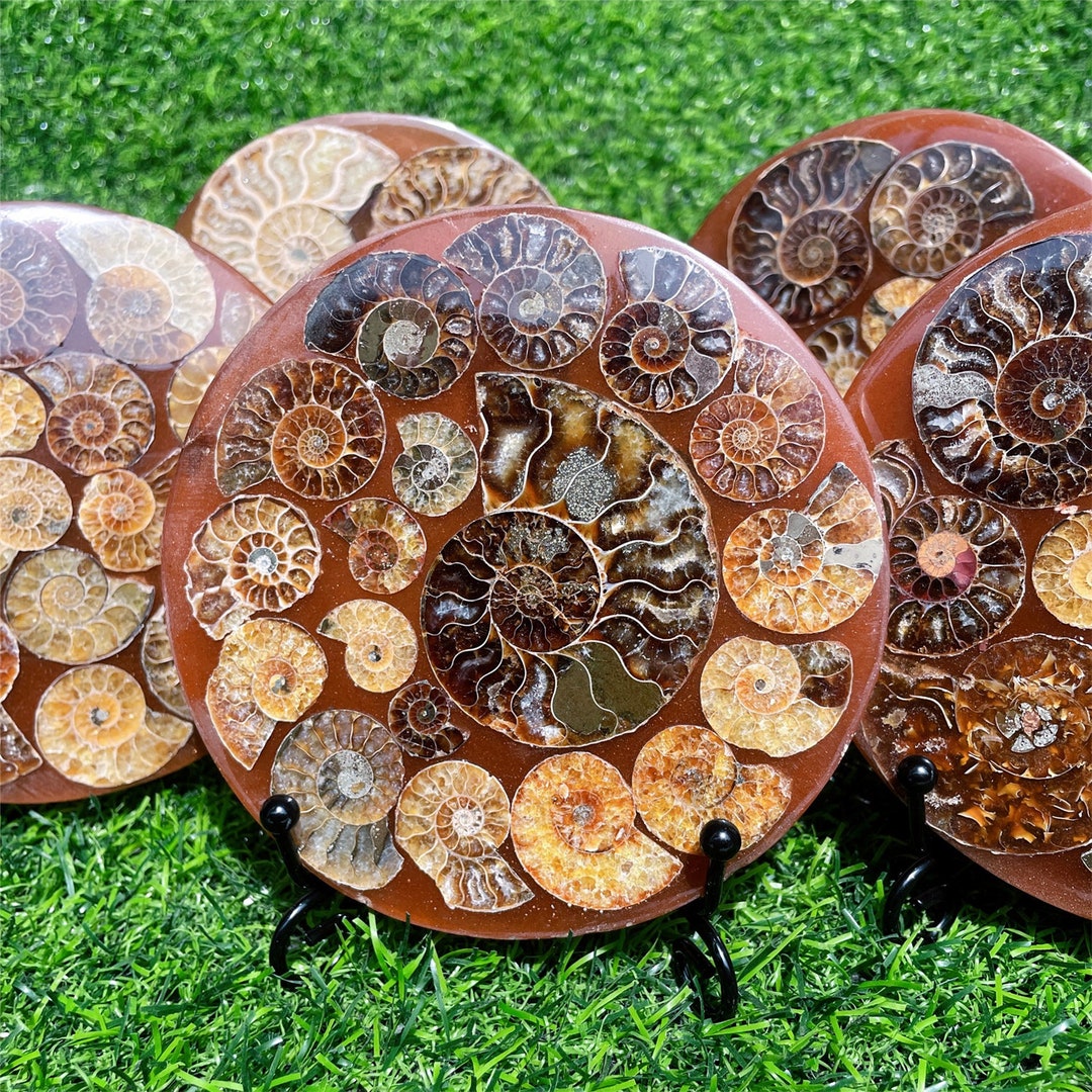 Wholesale Price Ammonite Disc Fossil Conch Specimen+free Stand，spiral ...