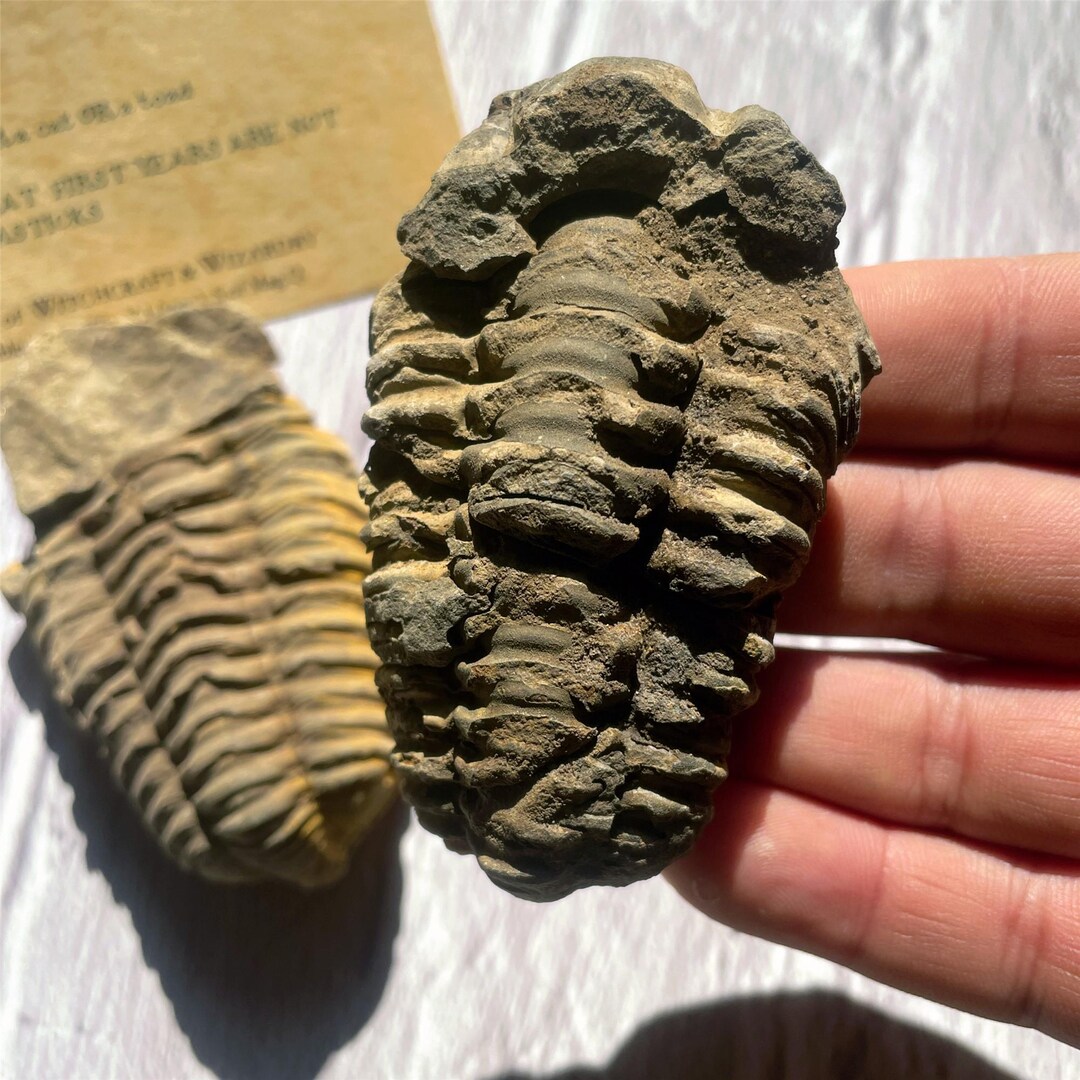 Three-dimensional Trilobite Fossil Cryptocephalus Primitive Stone ...