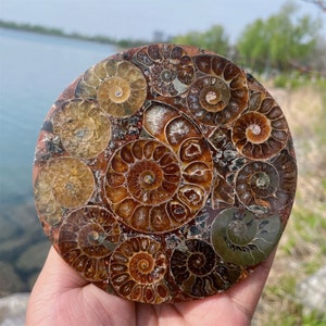 Ammonite Disc Fossil Conch Specimen+free Stand，spiral Shell Fossil ...