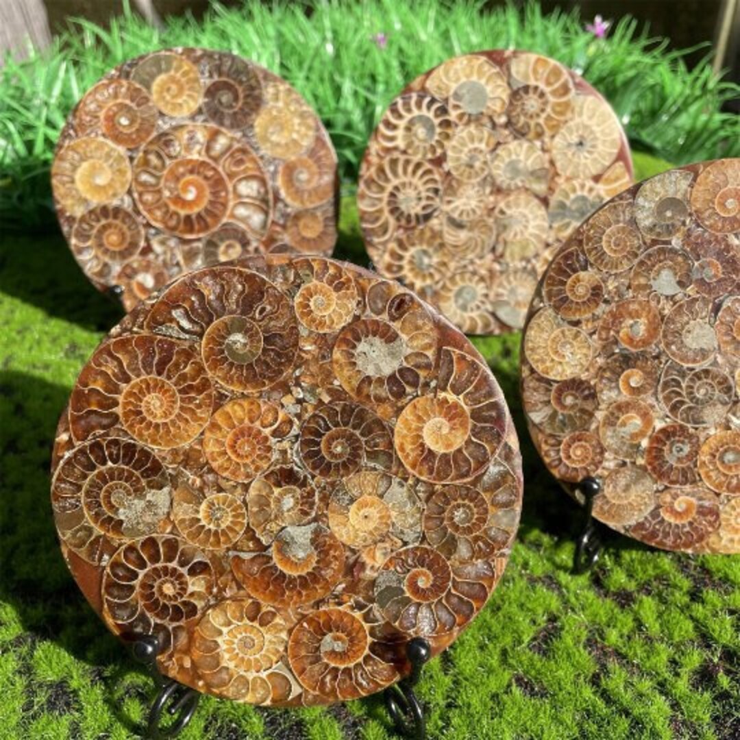Ammonite Disc Fossil Conch Specimenfree Standspiral Shell Fossilfossil ...