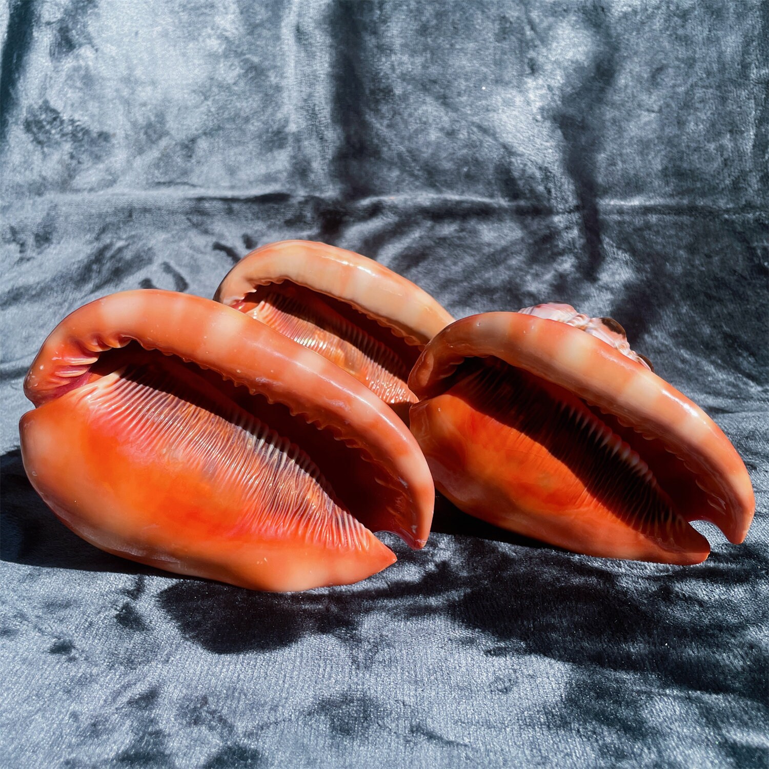 6 Rare Cypraecassis Rufa Fossil Conch Specimenconchornamentsspiral ...