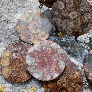 Ammonite Disc Fossil Conch Specimen+free Stand，spiral Shell Fossil ...