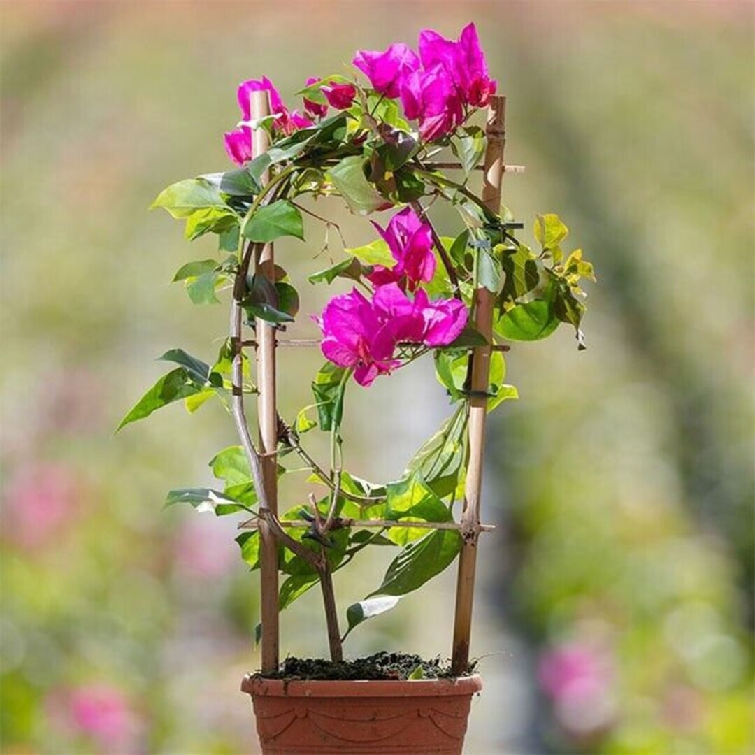 3 PC Indoor Plant Trellis, 16in Bamboo Trellis Ladder-shaped Trellis ...