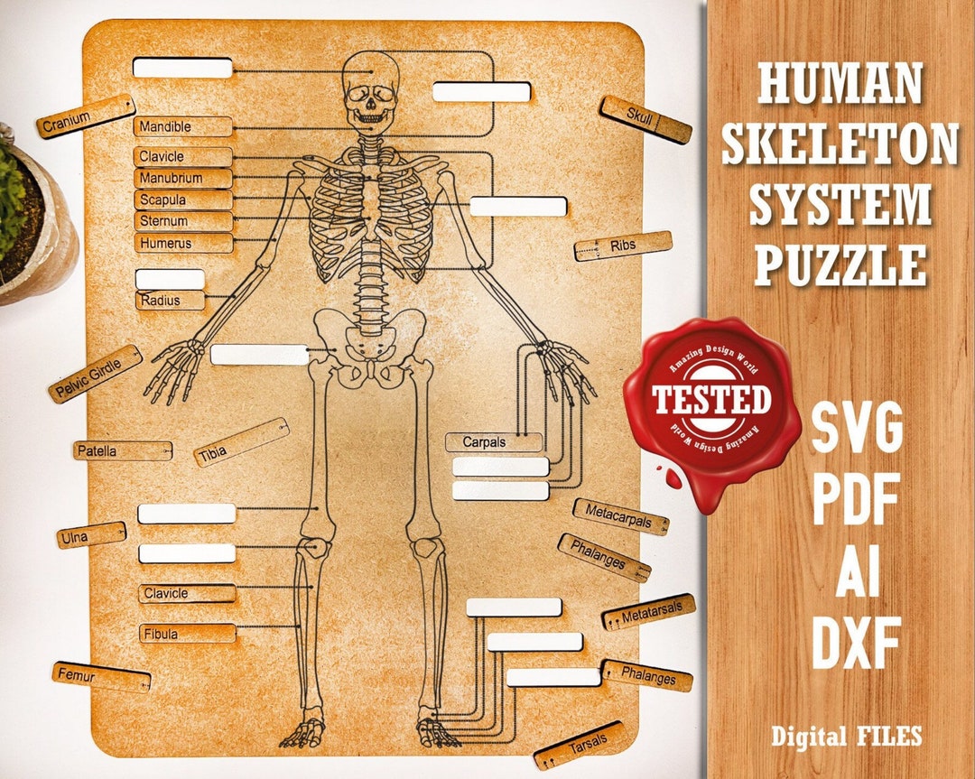 Human Skeleton Learning Puzzle Design Vector Files SVG PDF Laser Cut ...