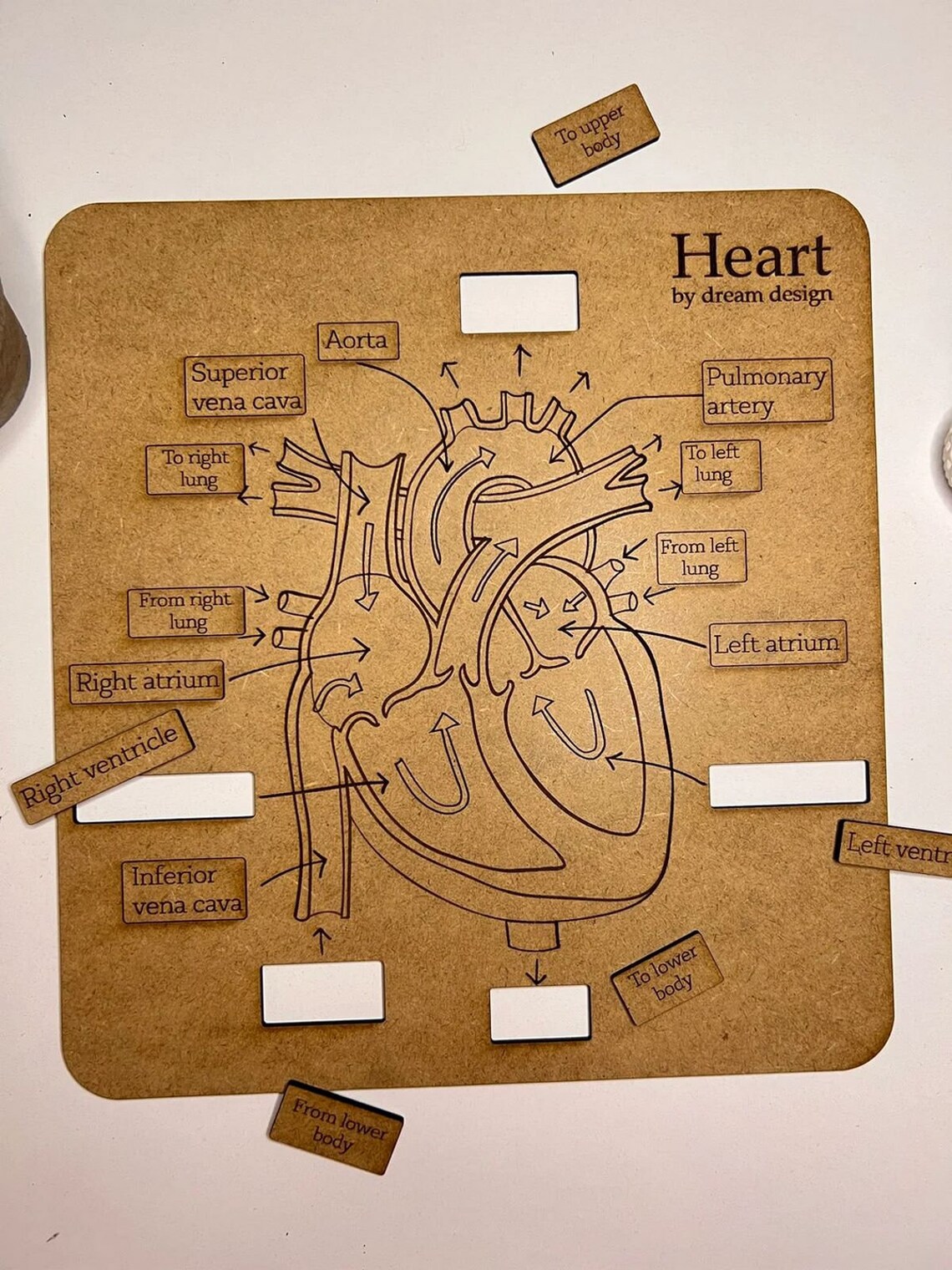 Heart and Circulatory System Learning Puzzle Design Vector Files SVG ...
