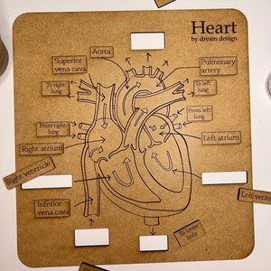 Heart and Circulatory System Learning Puzzle Design Vector Files SVG ...