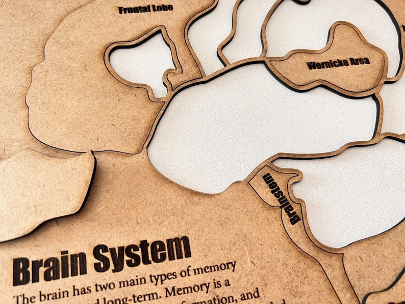 Anatomy Puzzle Design Files SVG DXF PDF Laser Cut File,svg,dxf,kids ...