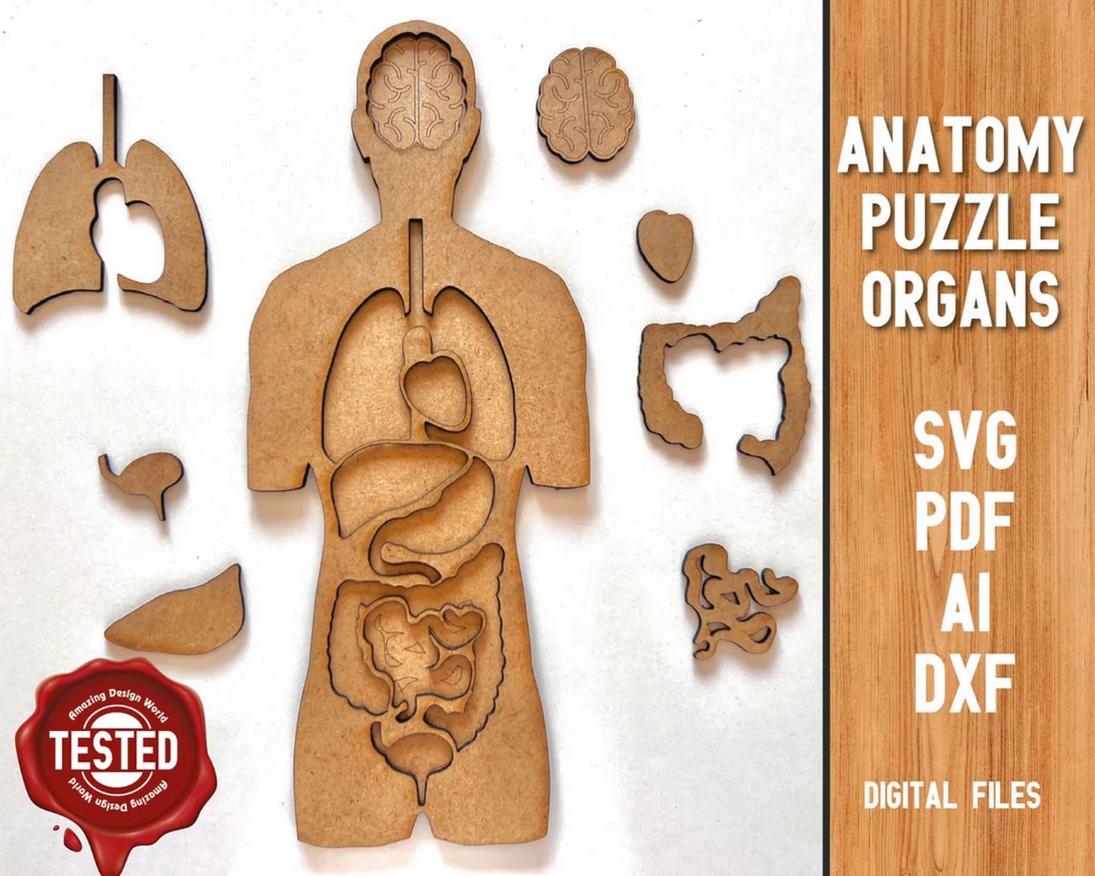 Anatomy Puzzle Design Files SVG DXF PDF Laser Cut File,svg,dxf,kids ...