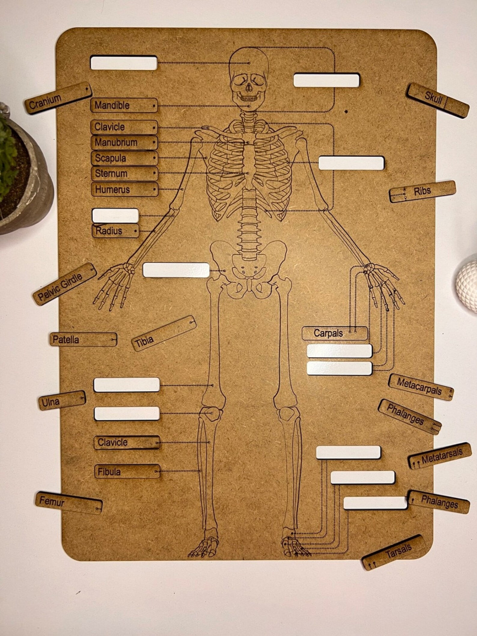 Human Skeleton Learning Puzzle Design Vector Files SVG PDF Laser Cut ...