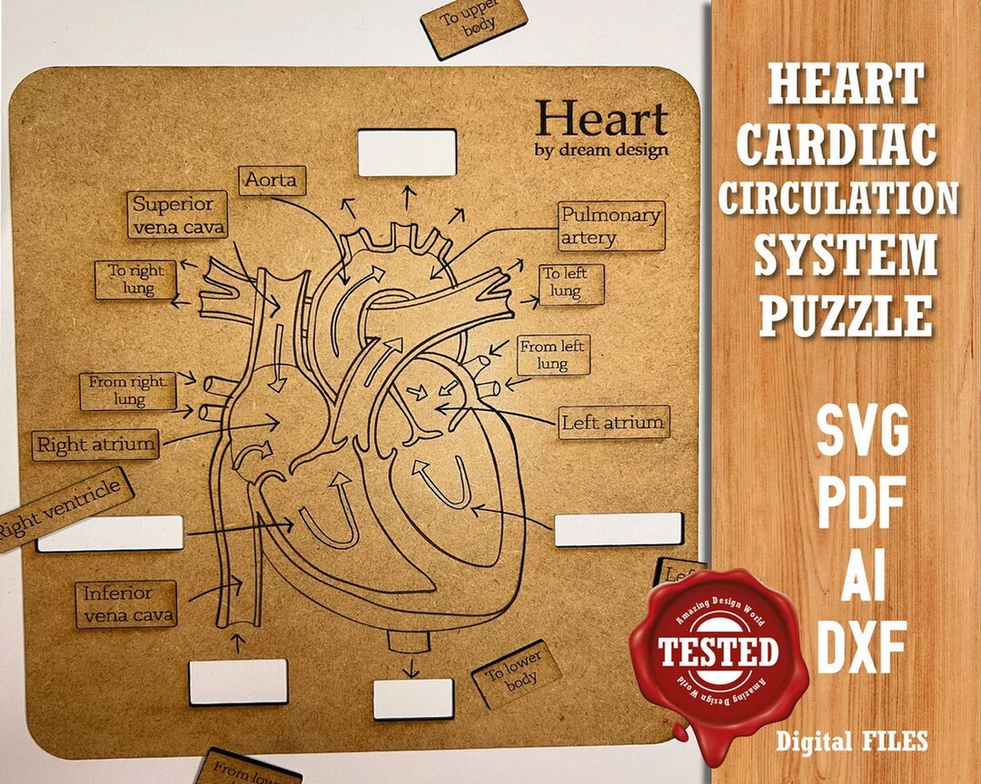 Heart and Circulatory System Learning Puzzle Design Vector Files SVG ...