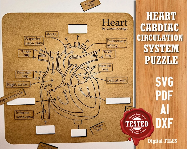 Heart and Circulatory System Learning Puzzle Design Vector Files SVG ...