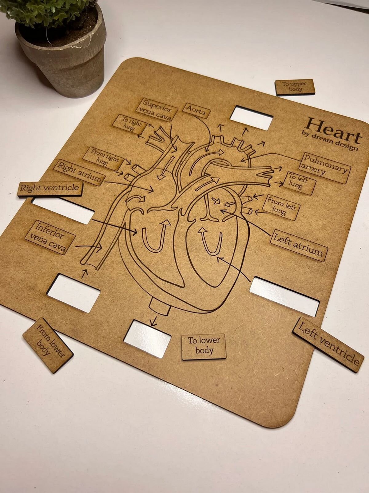 Heart and Circulatory System Learning Puzzle Design Vector Files SVG ...
