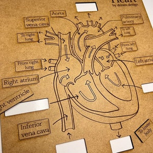 Heart and Circulatory System Learning Puzzle Design Vector Files SVG ...