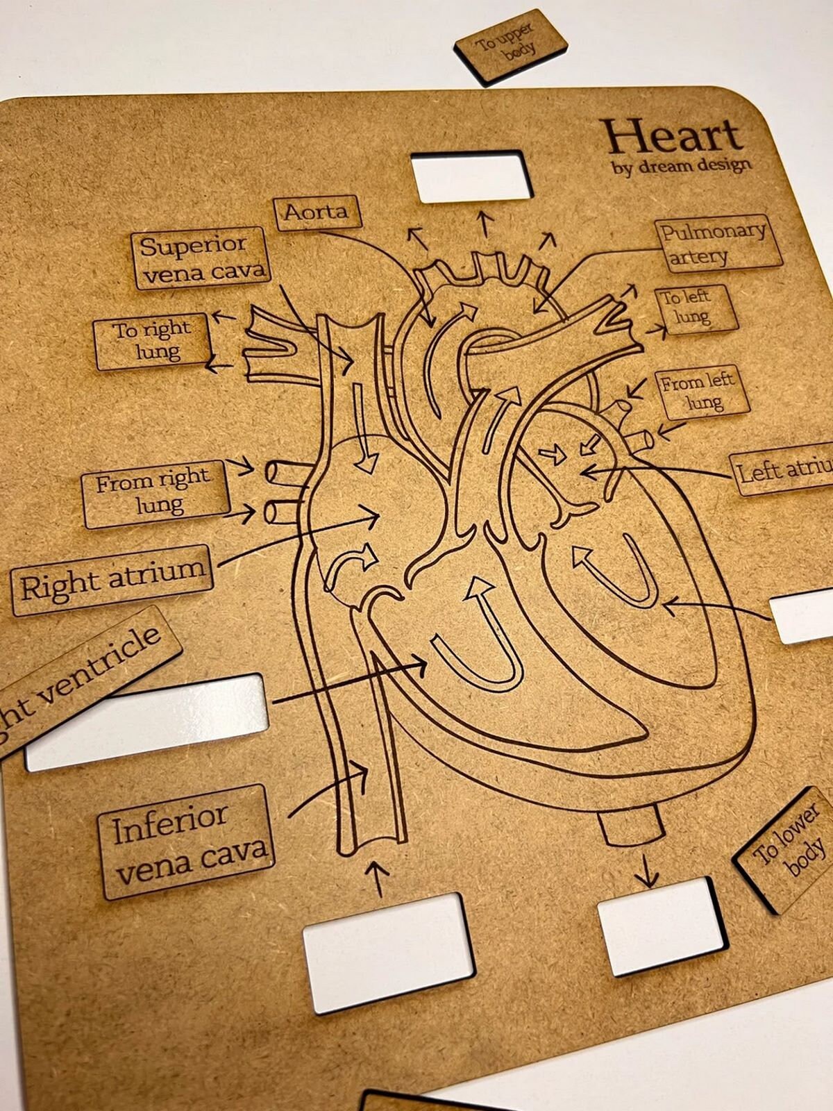 Heart and Circulatory System Learning Puzzle Design Vector Files SVG ...