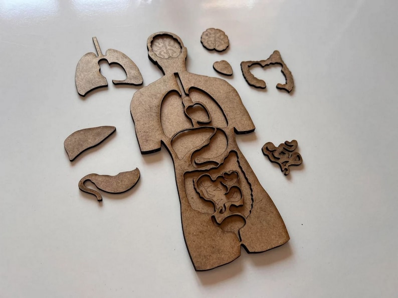 Anatomy Puzzle Design Files SVG DXF PDF Laser Cut File,svg,dxf,kids ...