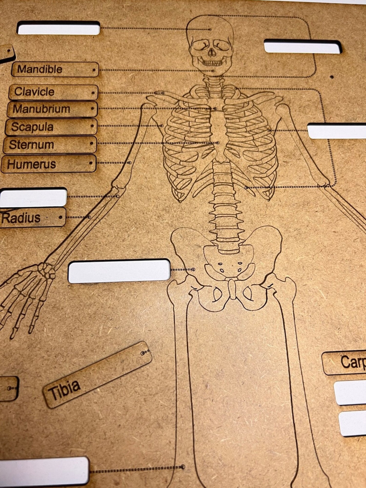 Human Skeleton Learning Puzzle Design Vector Files SVG PDF Laser Cut ...