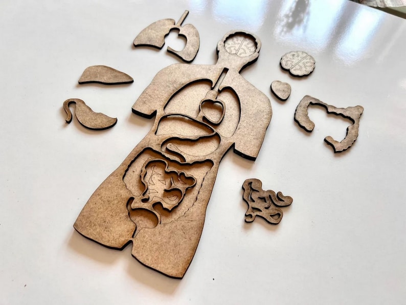 Anatomy Puzzle Design Files SVG DXF PDF Laser Cut File,svg,dxf,kids ...