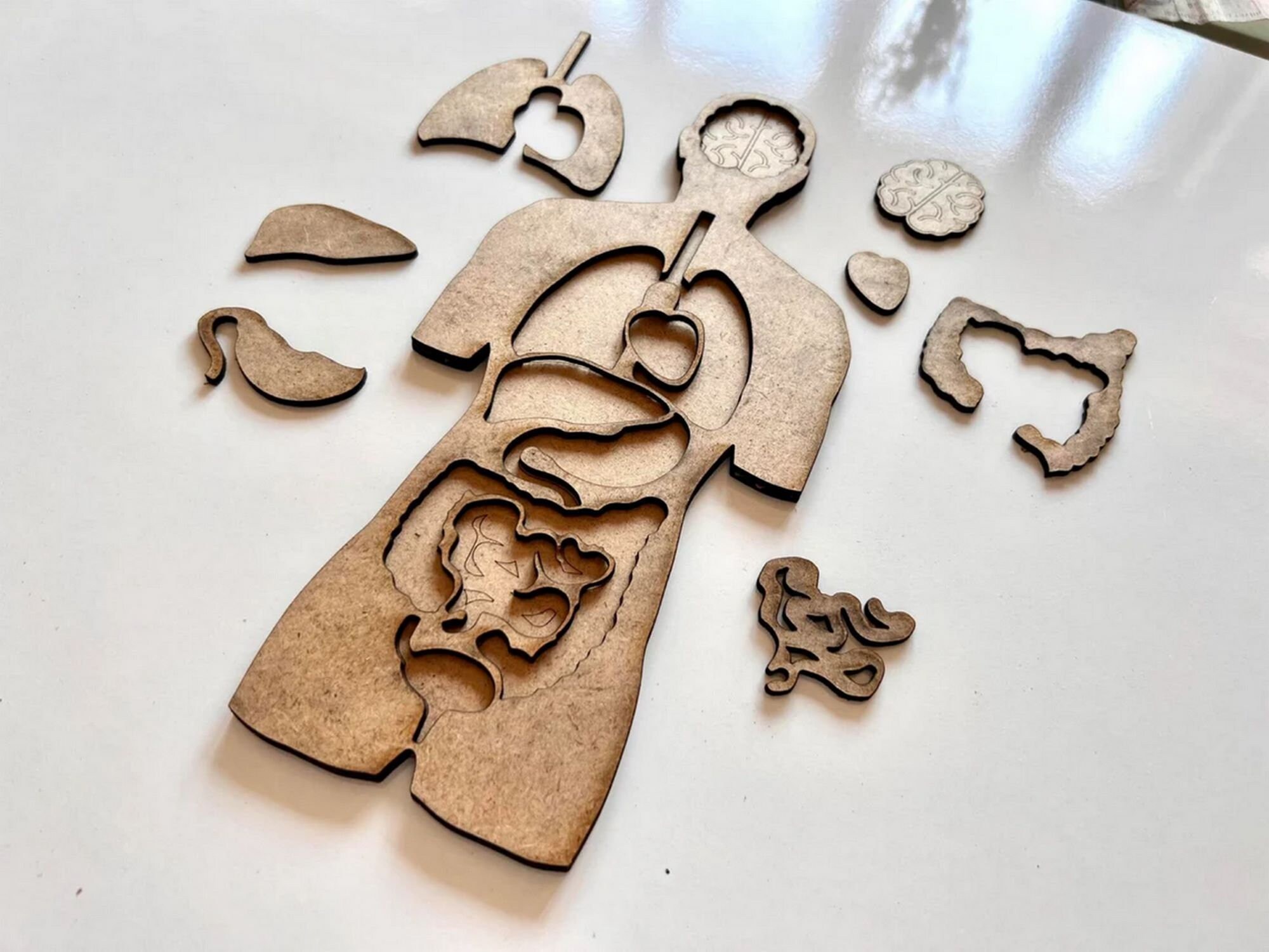 Anatomy Puzzle Design Files SVG DXF PDF Laser Cut File,svg,dxf,kids ...