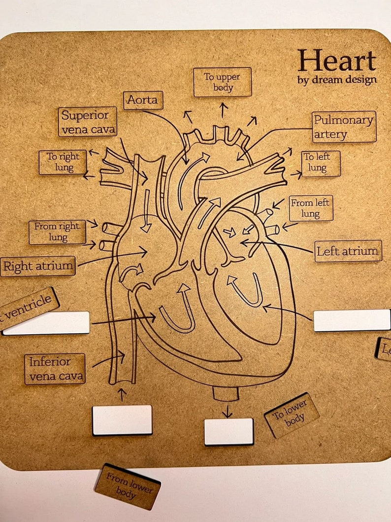 Heart and Circulatory System Learning Puzzle Design Vector Files SVG ...
