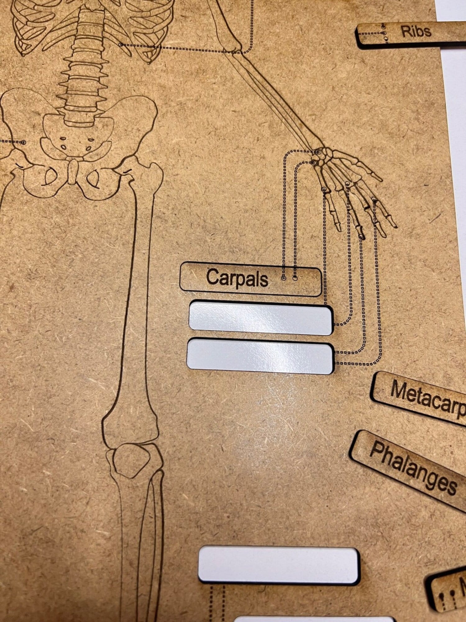 Human Skeleton Learning Puzzle Design Vector Files SVG PDF Laser Cut ...