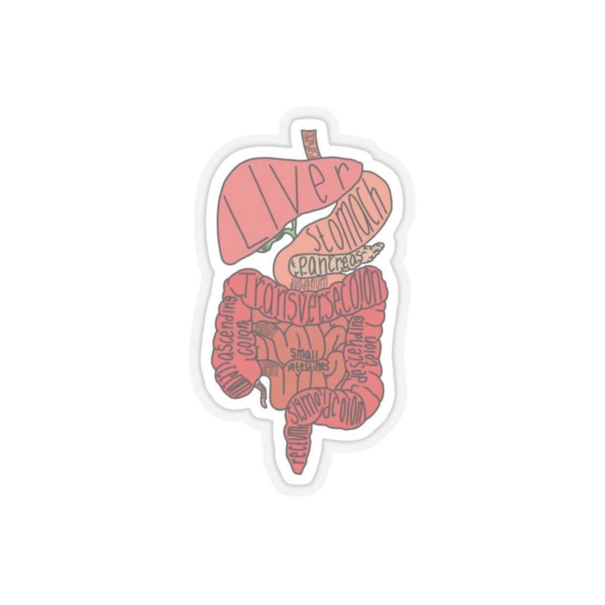 Anatomy Sticker, Anatomy Stickers, Human Anatomy, Anatomical, Science ...