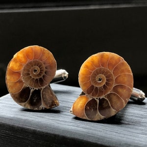 Ammonite Fossil Cufflinks. Golden Ratio, Men's Cufflinks. for Dad, Gift ...