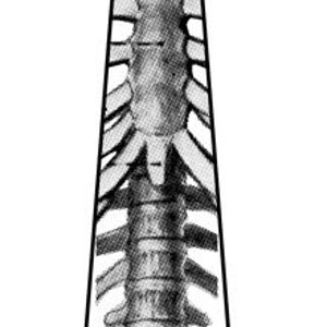 Spine X-ray Necktie. Chiropractor Gift, Radiology Gifts. Backbone Men's ...