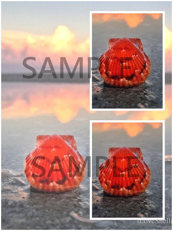 Red Sea Shell at Sunset Printable Cards and Giftcards