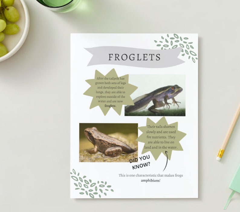Frog Guide and Worksheet, Lifecycle of a Frog, Printable - Etsy