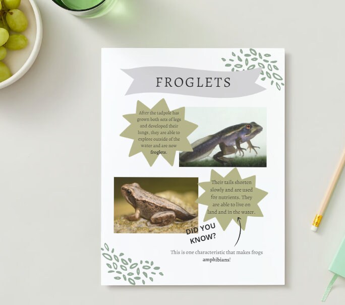 Frog Guide and Worksheet, Lifecycle of a Frog, Printable - Etsy