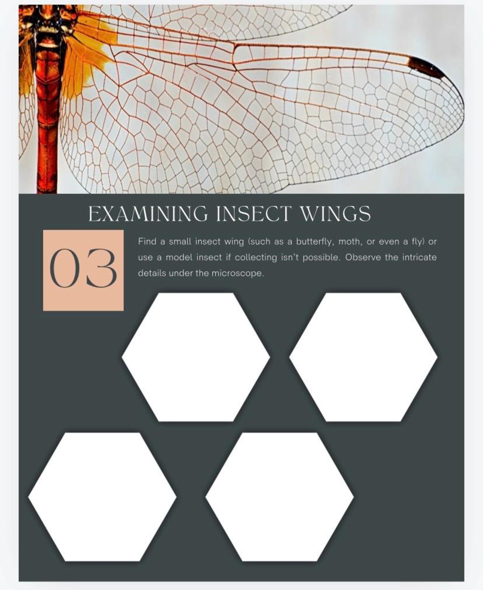 Microscope Guide, Printable Science Learning Material - Etsy