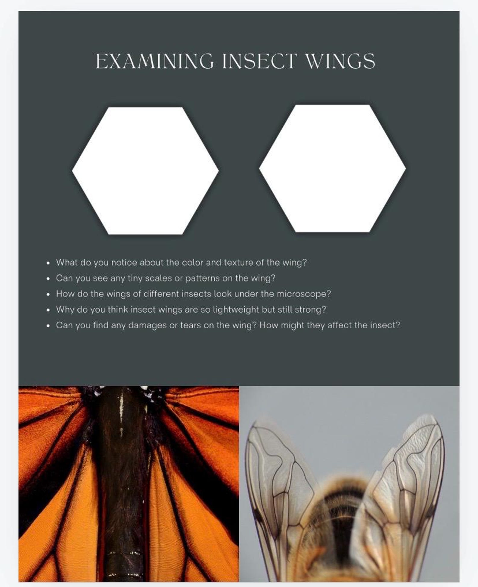 Microscope Guide, Printable Science Learning Material - Etsy