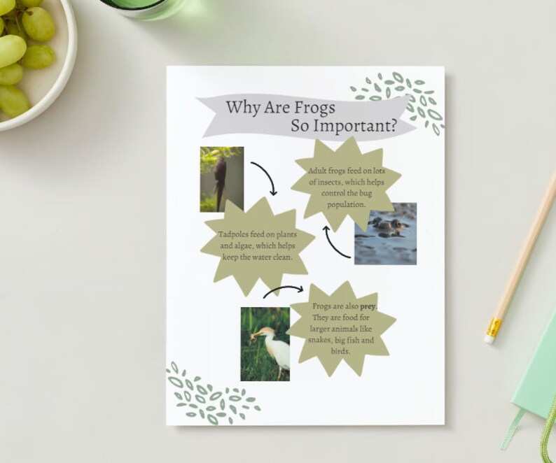 Frog Guide and Worksheet, Lifecycle of a Frog, Printable - Etsy