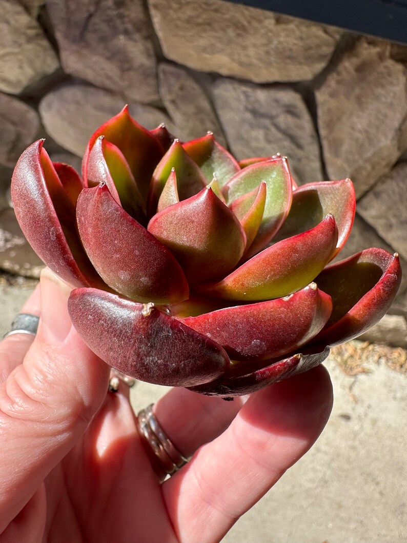 Echeveria Hong Deung - Etsy