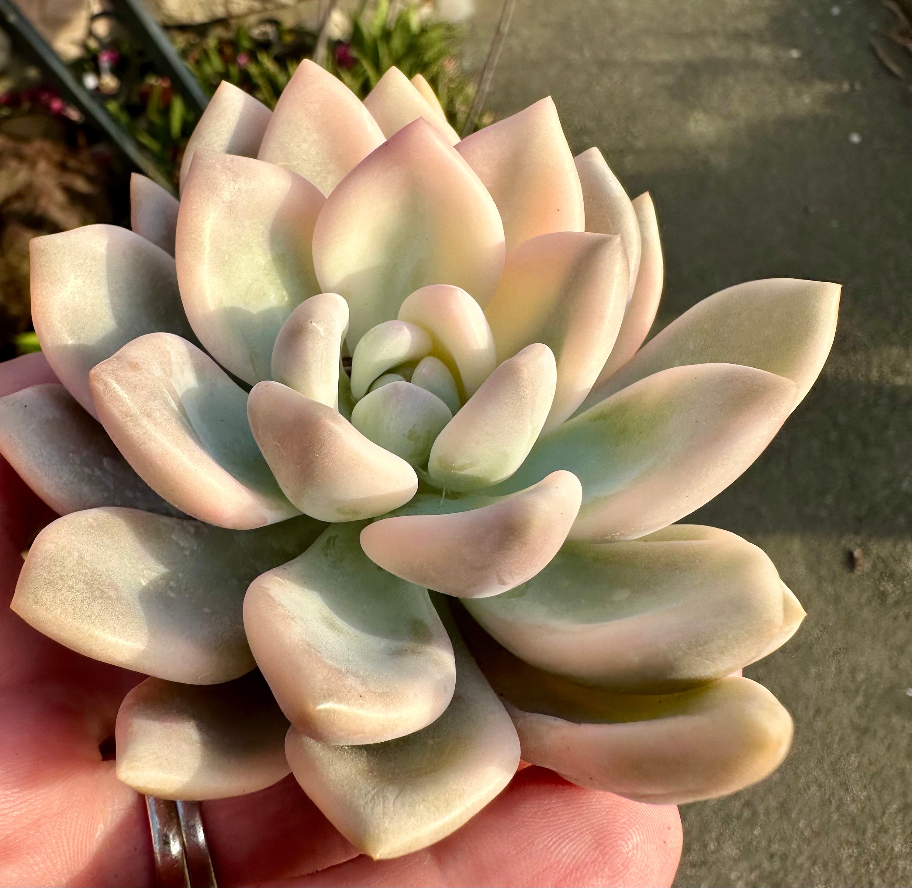Graptoveria Opalina Variegated - Etsy