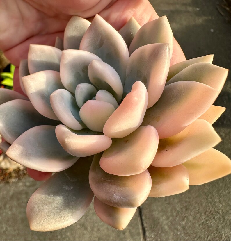 Graptoveria Opalina Variegated - Etsy