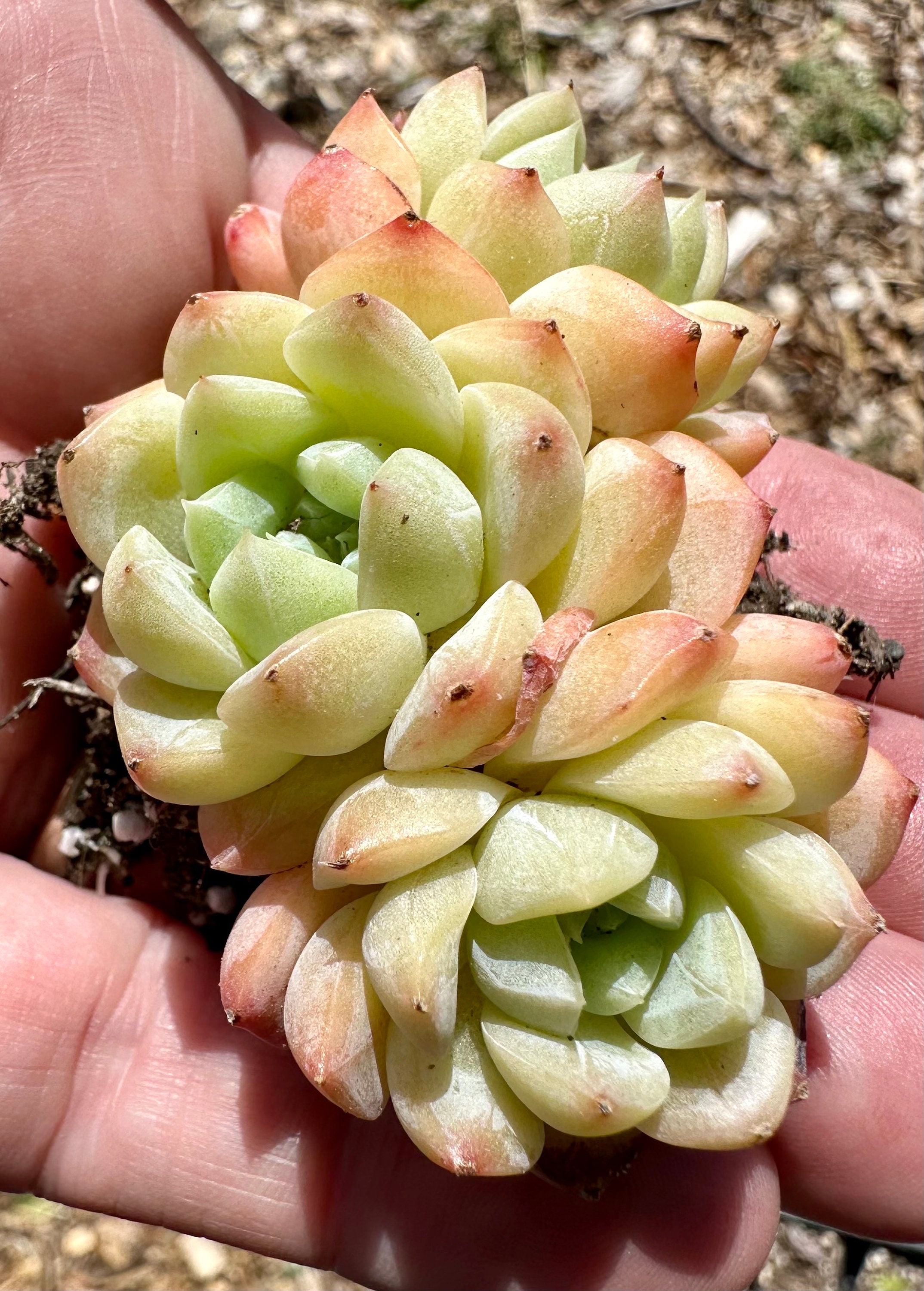 Echeveria Strawberry Milkshake Cluster imported - Etsy