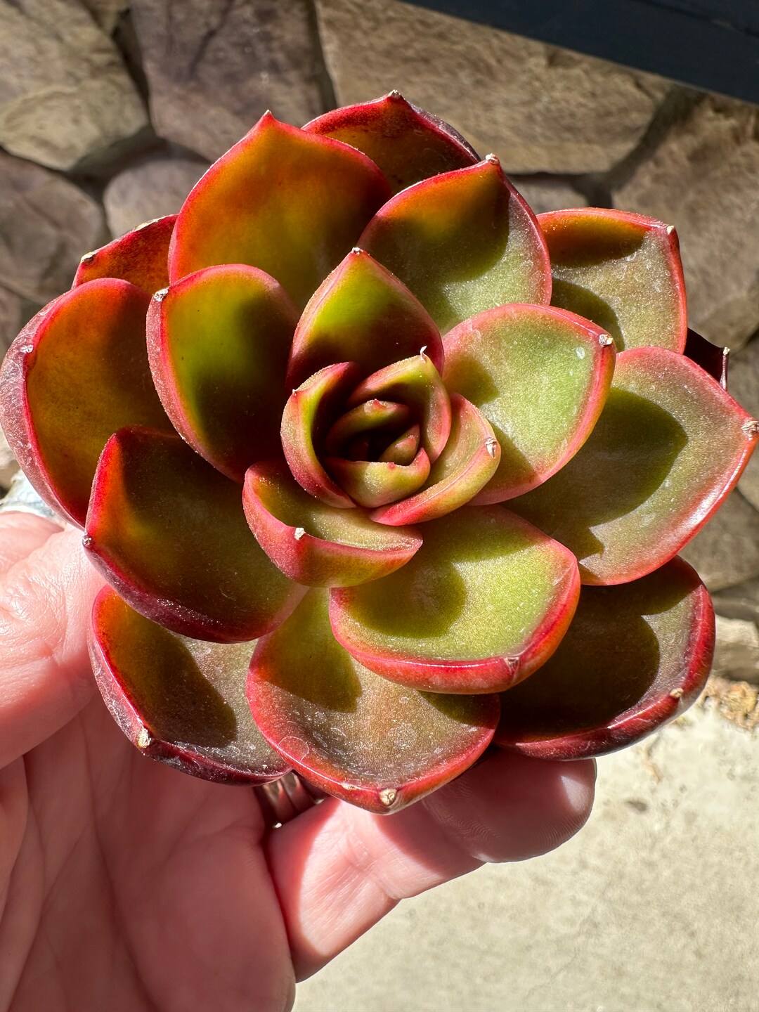 Echeveria Hong Deung - Etsy