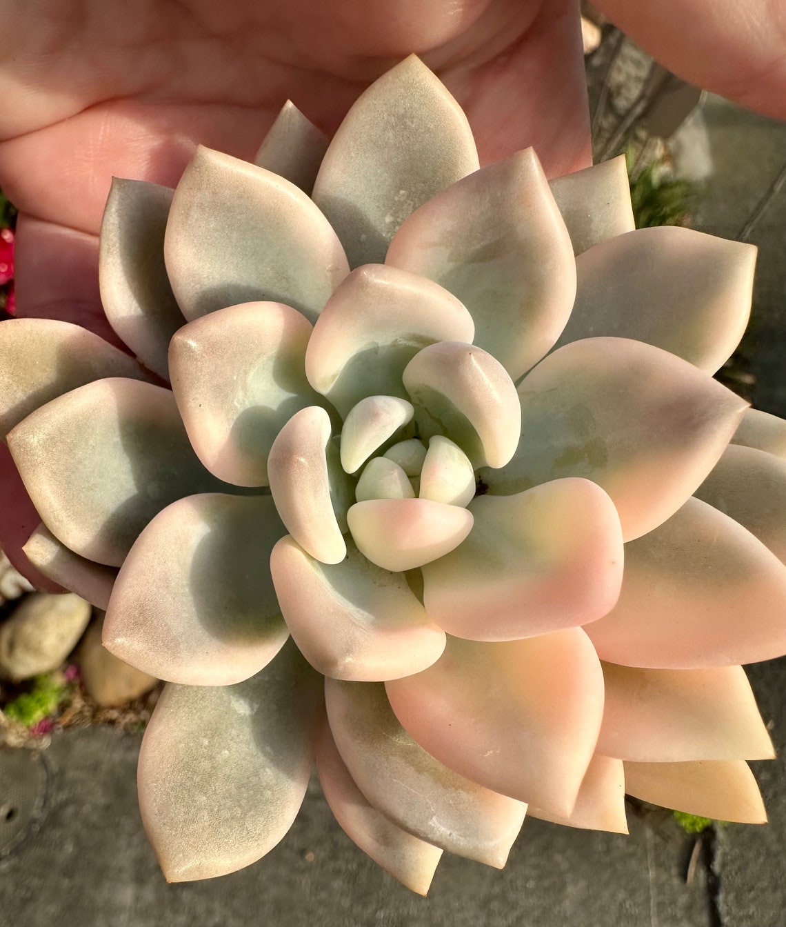 Graptoveria Opalina Variegated - Etsy