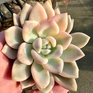 Graptoveria Opalina Variegated - Etsy