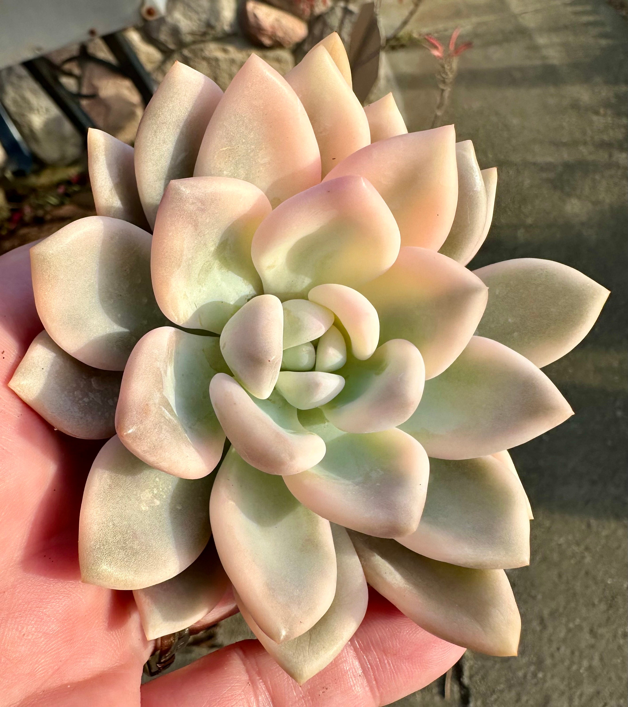 Graptoveria Opalina Variegated - Etsy