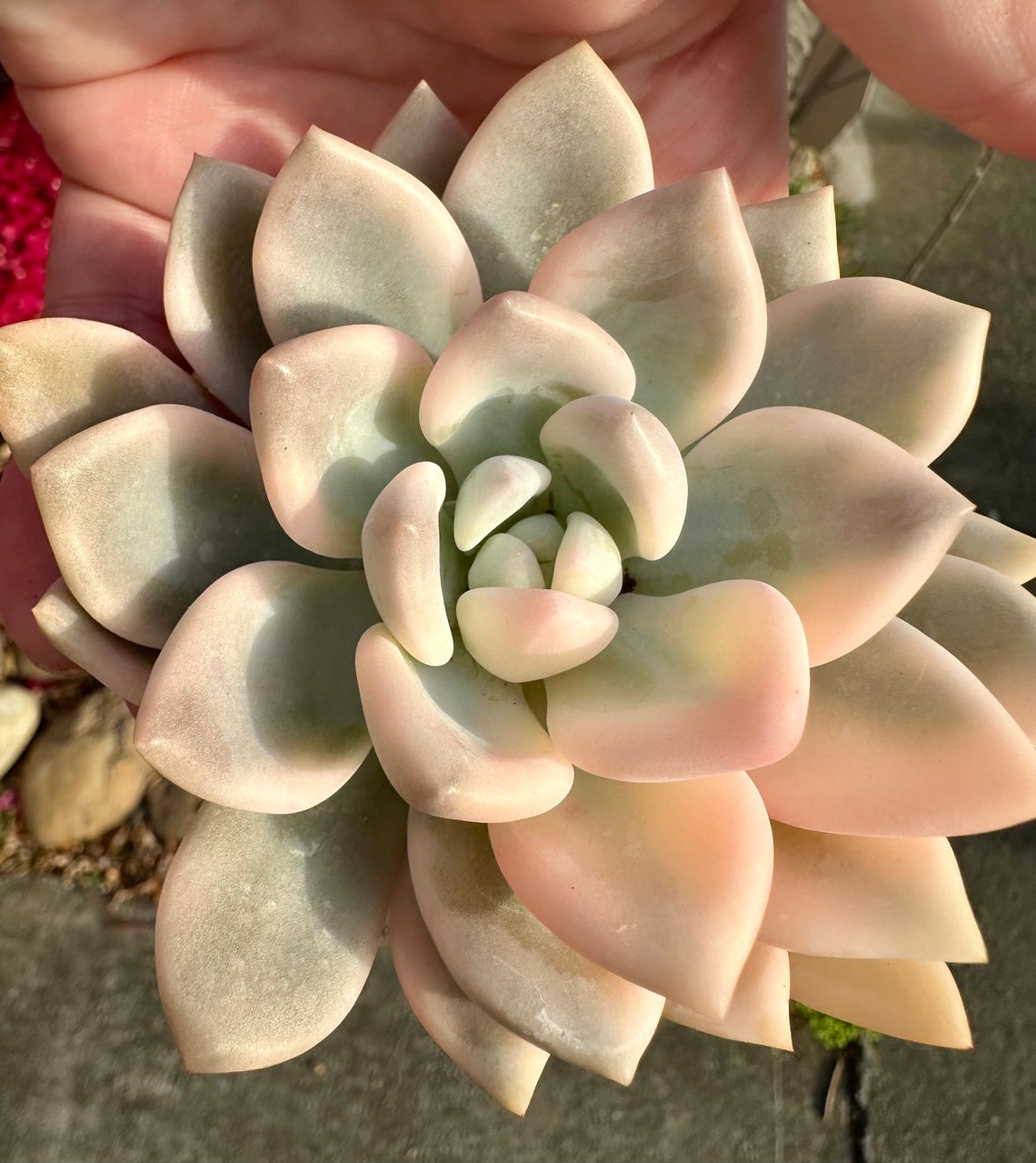 Graptoveria Opalina Variegated - Etsy