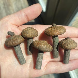 Fairy Garden Acorn Top Twig Stem Minature Mushrooms Pack of 5 Nature ...