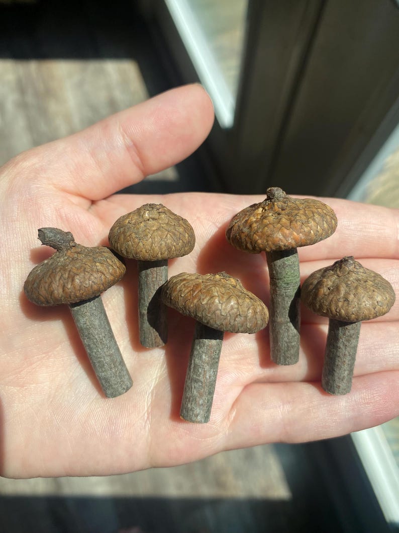 Fairy Garden Acorn Top Twig Stem Minature Mushrooms Pack of 5 Nature ...
