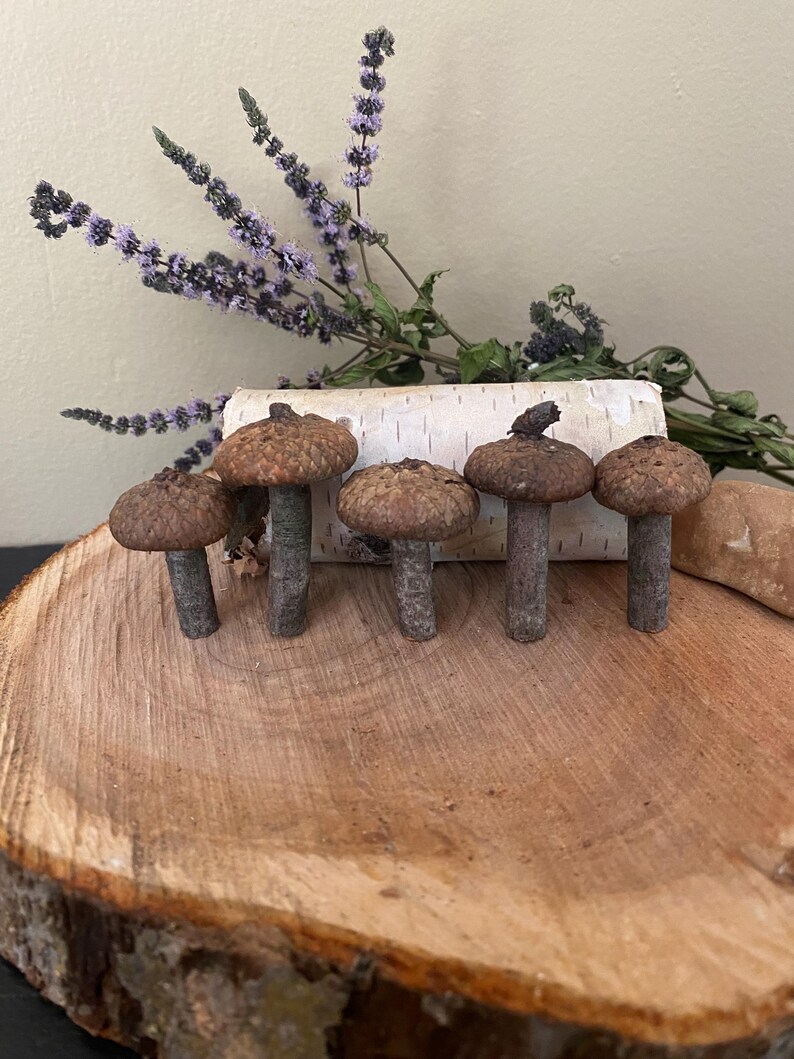 Fairy Garden Acorn Top Twig Stem Minature Mushrooms Pack of 5 Nature ...